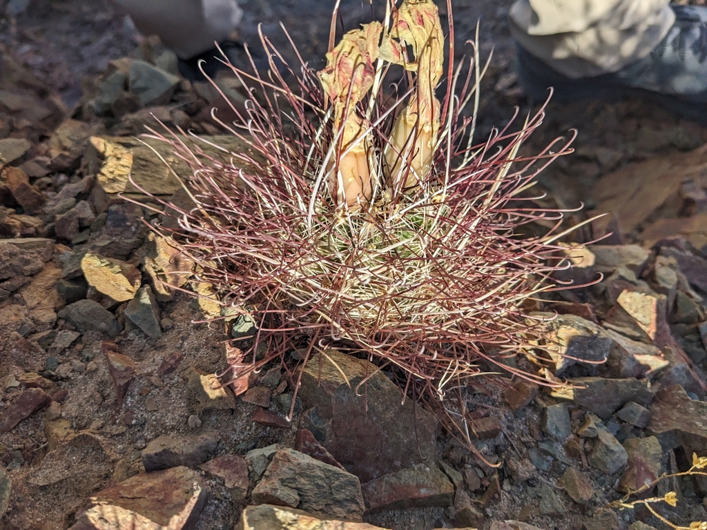 Mojave Fishhook Cactus in June 2023 by Aidan Marshall · iNaturalist