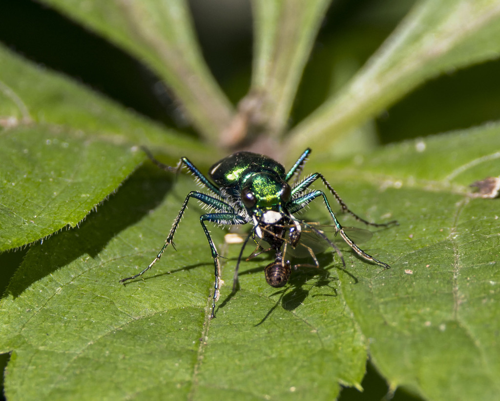 Six-spotted Tiger Beetle from Dupage County, IL, USA on June 19, 2023 ...