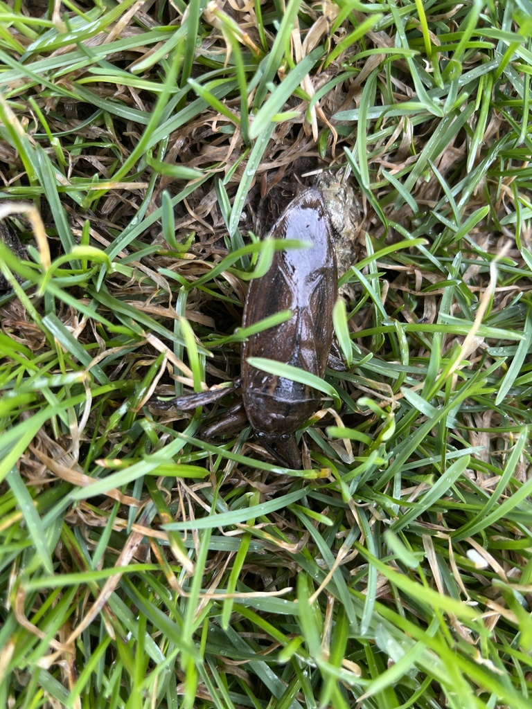 American Giant Water Bug from Cypress St, Sudbury, ON, CA on May 2 ...