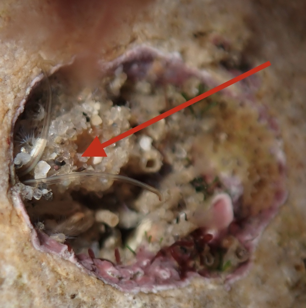 Spionidae from Newport Bay, Newport Beach, CA, US on June 19, 2023 at ...