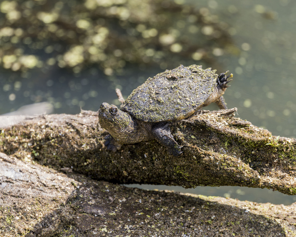 Common Snapping Turtle from Dupage County, IL, USA on 19 June, 2023 at ...