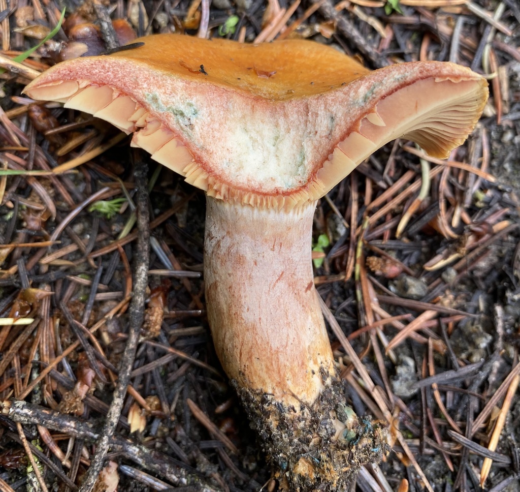 Red-bleeding Milk Cap from Boise National Forest, Banks, ID, US on June ...