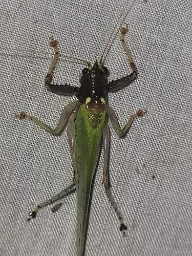 Vestria punctata (Insectos Papa´s Place) · iNaturalist