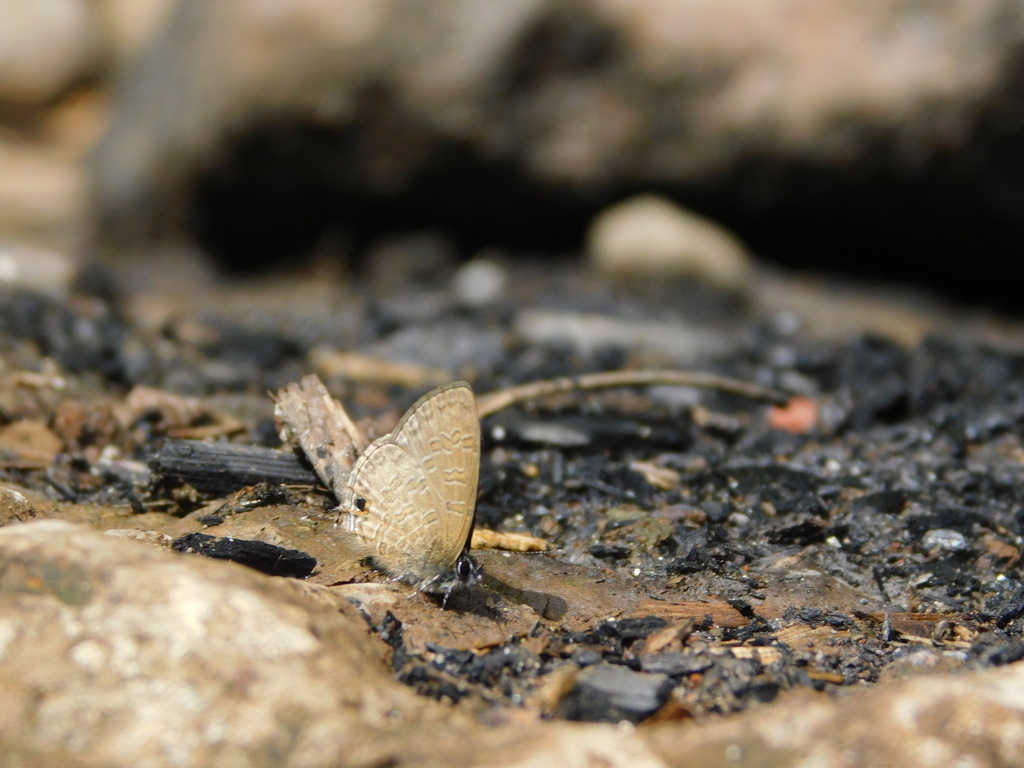 Common Line Blue from Pamulihan, Sumedang Regency, West Java, Indonesia ...