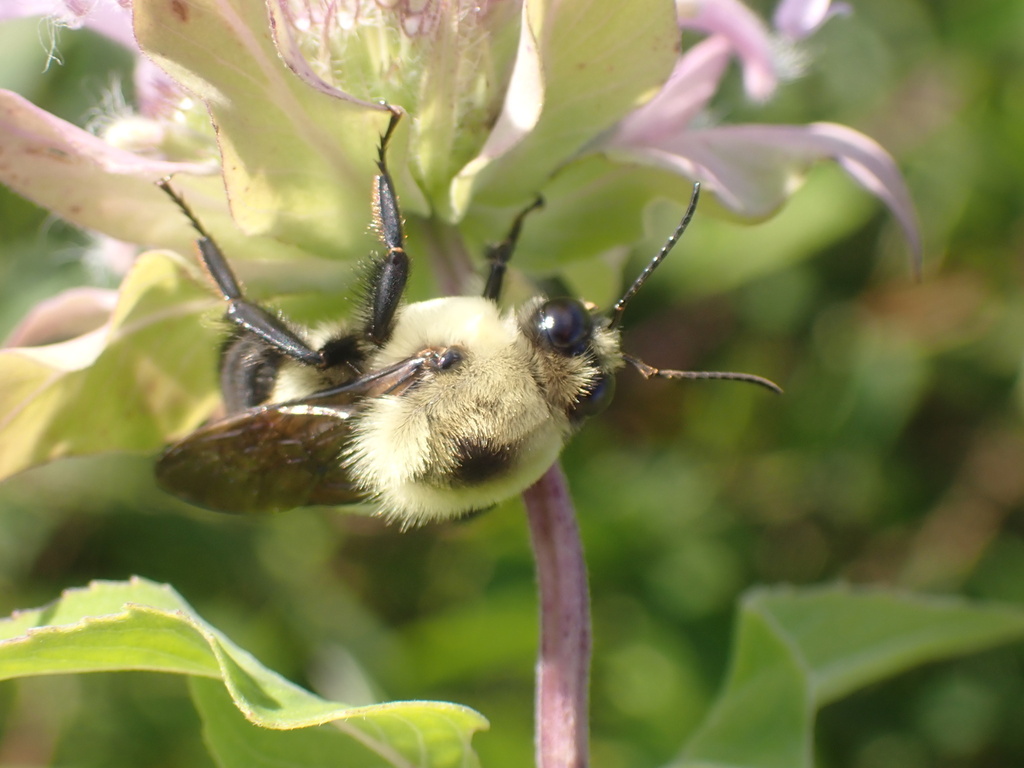 Brown-belted Bumble Bee from Eupora, MS, US on June 19, 2023 at 05:41 ...