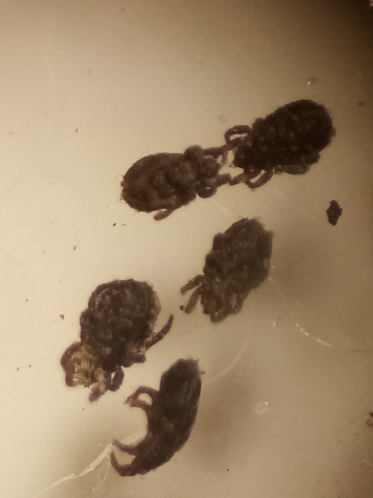 Mites and Ticks from Duvauchelle, New Zealand on March 17, 2023 by ...
