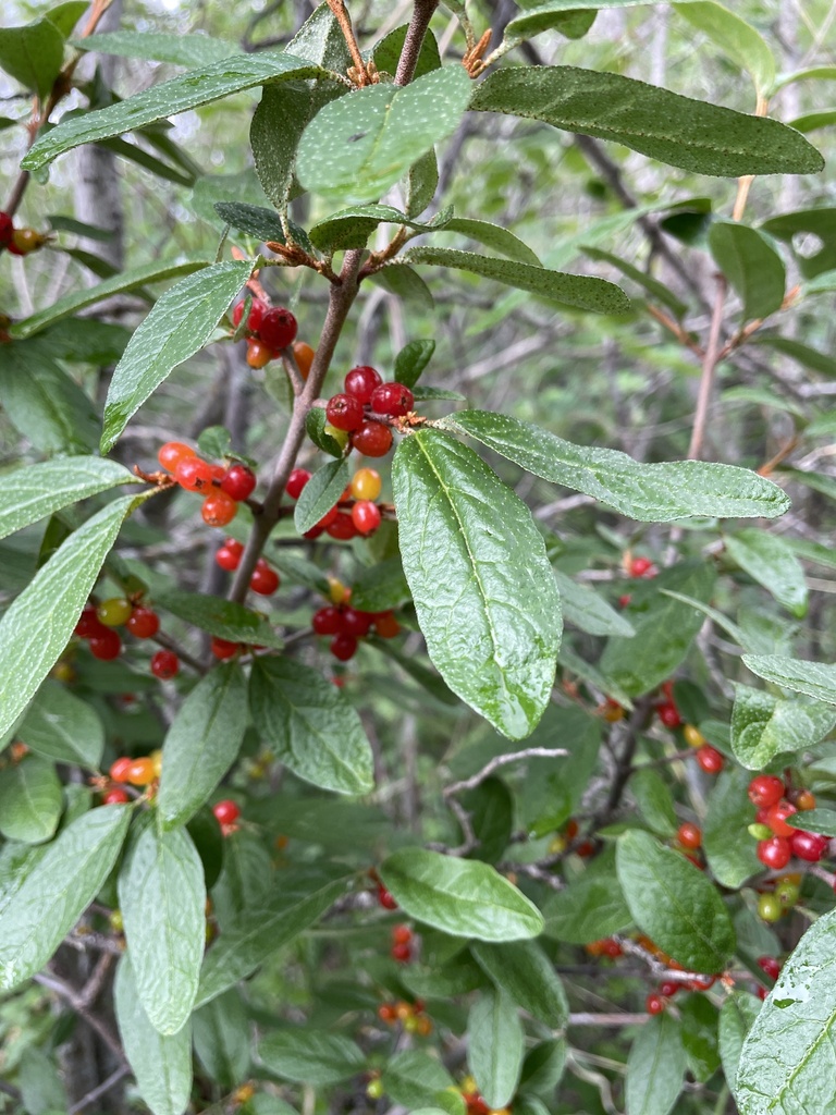 Canadian buffalo-berry from Piita Rise SW, Calgary, AB, CA on June 19 ...
