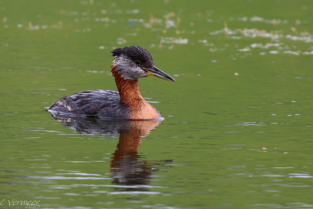 Red-necked Grebe from East St. Paul, MB, Canada on June 17, 2023 at 03: ...