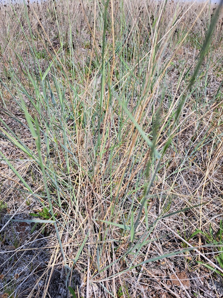 Thick-spike Wild Rye from Yukon, Canada on June 6, 2023 at 12:46 PM by ...