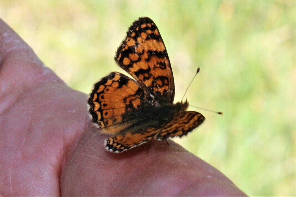 Mylitta Crescent from California, USA on June 19, 2023 at 01:15 PM by ...