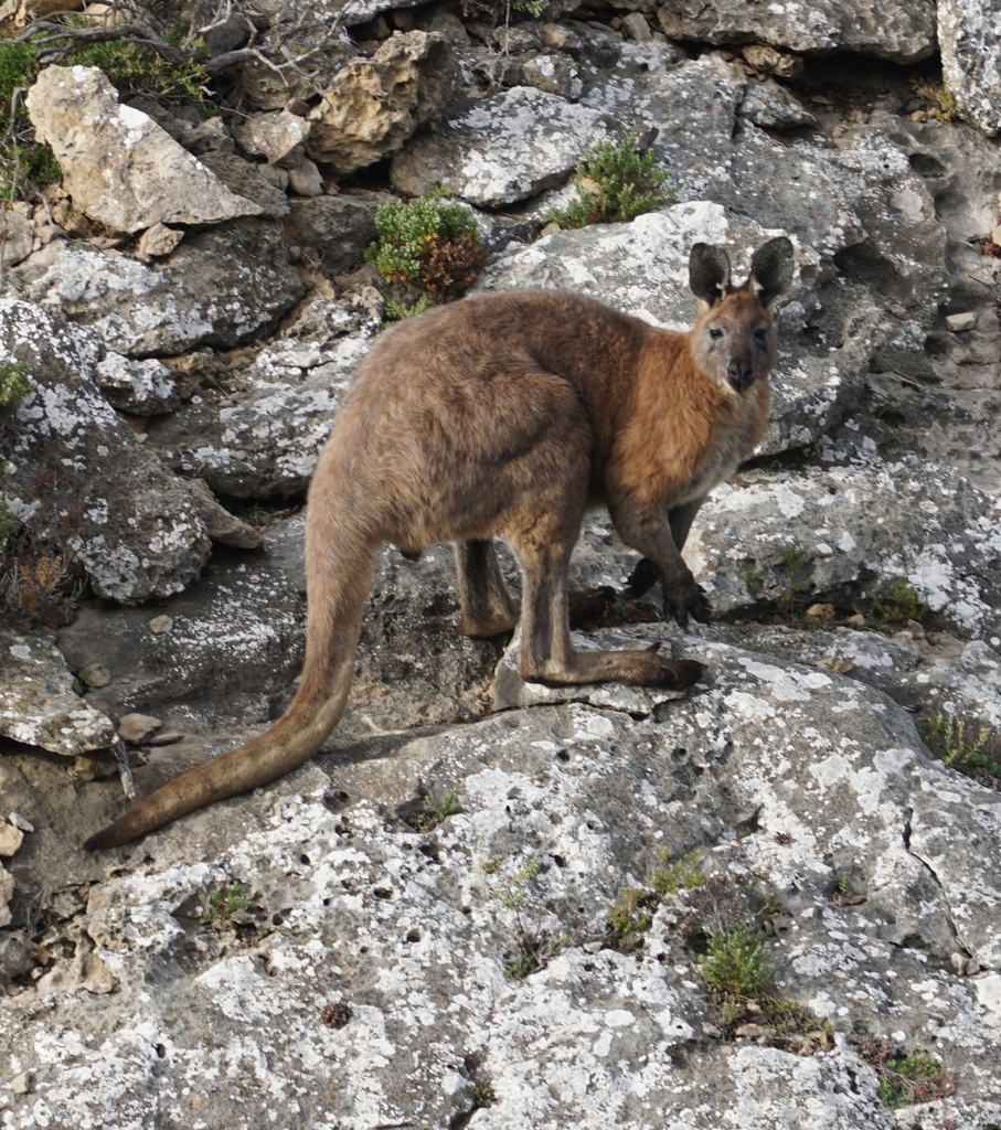 Common Wallaroo from Elliston SA 5670, Australia on June 20, 2023 at 09 ...