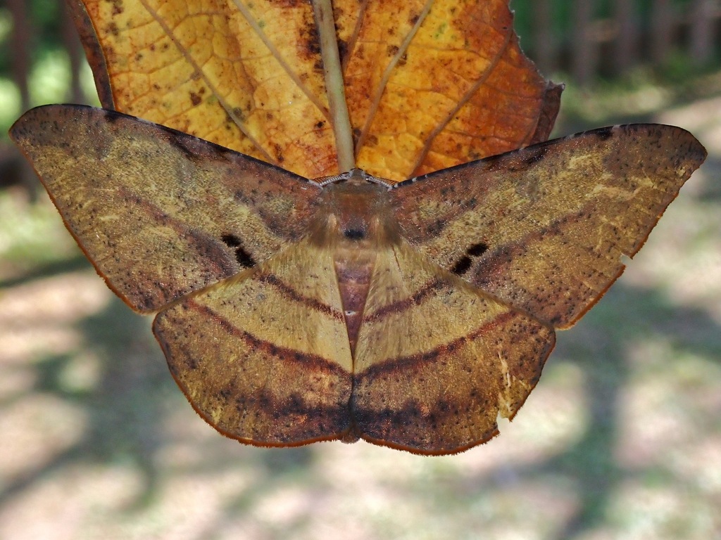 Dalima subflavata from Pahang #1, Malaysia on April 14, 2023 at 03:55 ...