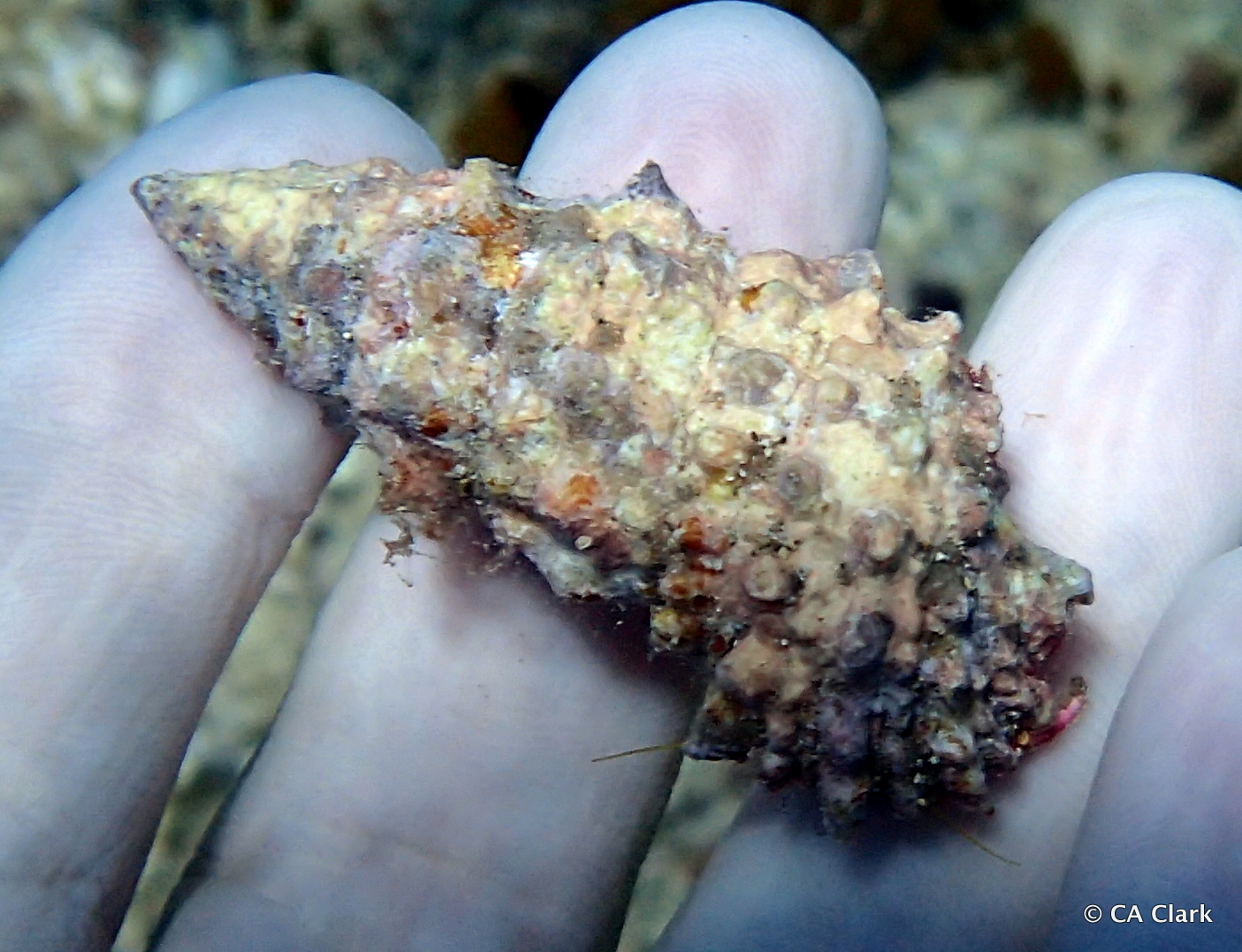 Cerithium echinatum Lamarck, 1822