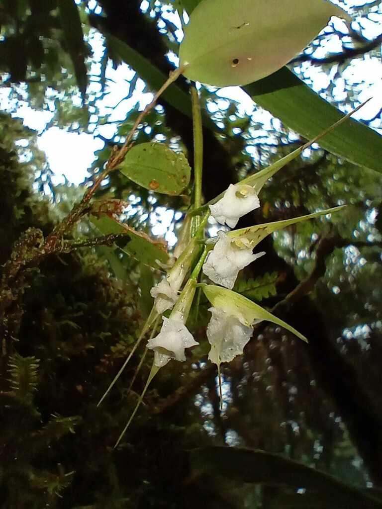 Elleanthus lancifolius from Provincia de Alajuela, Valverde Vega, Costa ...
