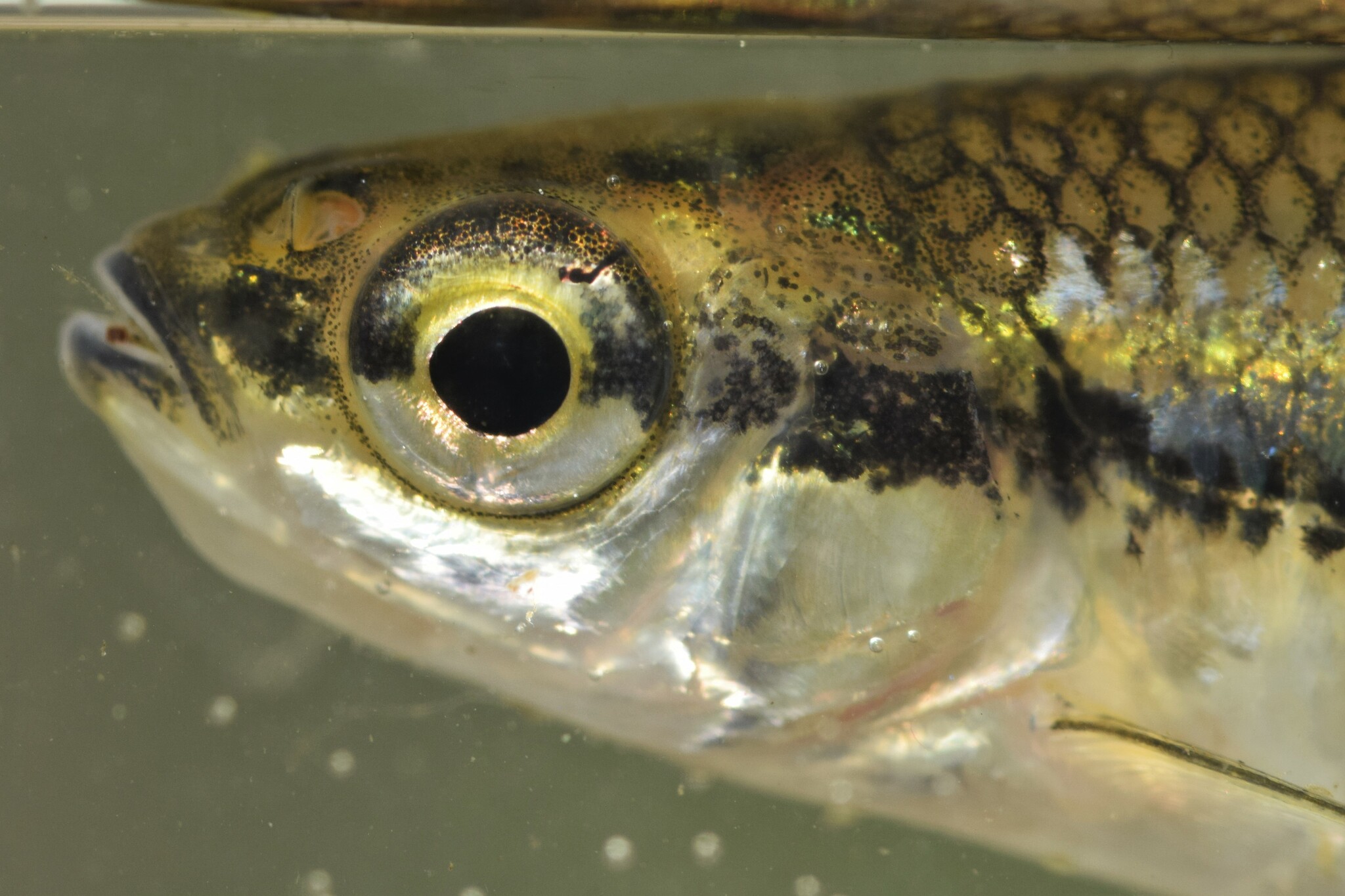 Notropis heterodon (Cope, 1865)