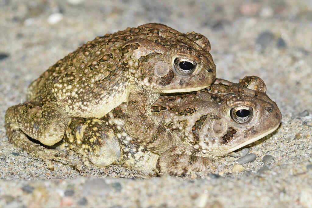 Fowler's Toad in June 2023 by Riley Walsh · iNaturalist