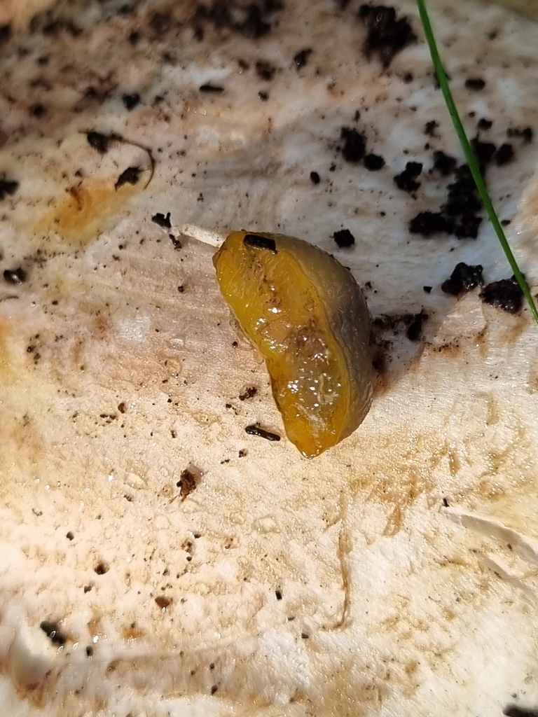 Hedgehog Slug from Mount Martha VIC 3934, Australia on June 20, 2023 at ...