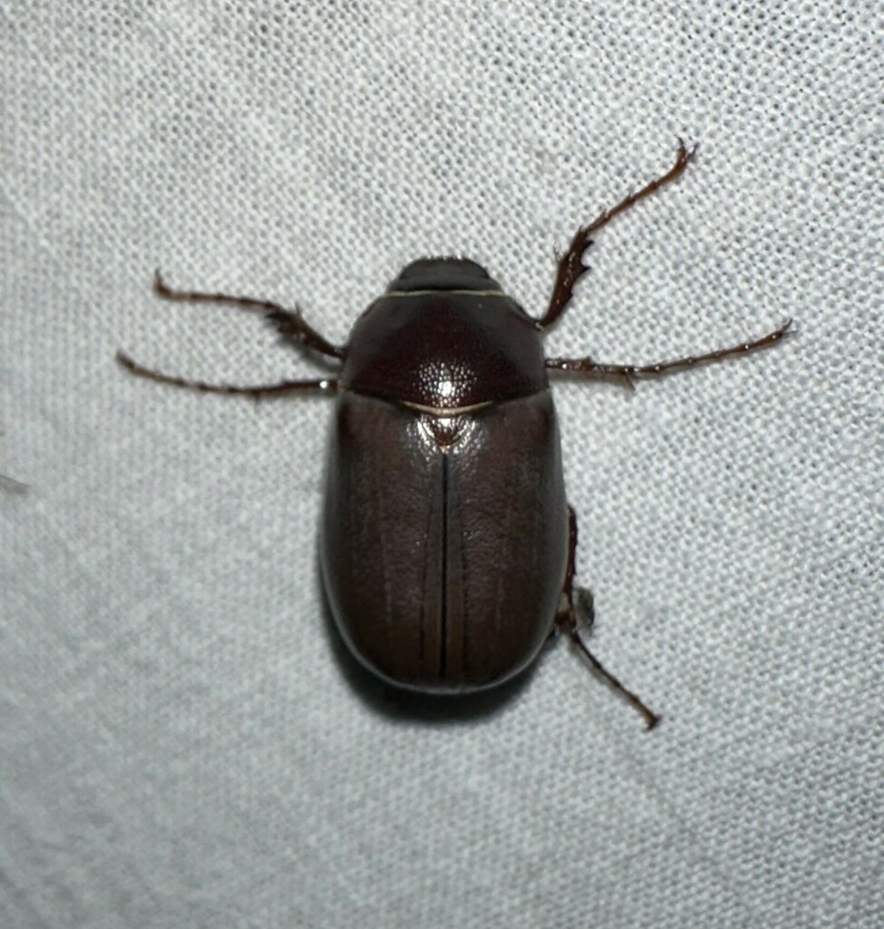 June Beetles from Samburg, Obion Co., TN, USA on May 9, 2023 at 10:20 ...