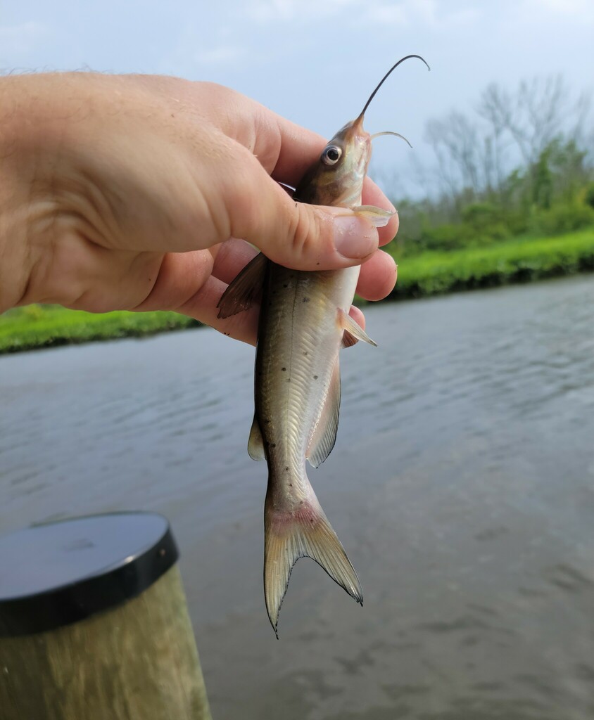 Channel Catfish from Caroline County, MD, USA on June 19, 2023 at 05:20 ...