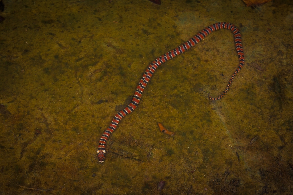 False Coral Snake from Parinari District, 16570, Peru on April 21, 2022 ...
