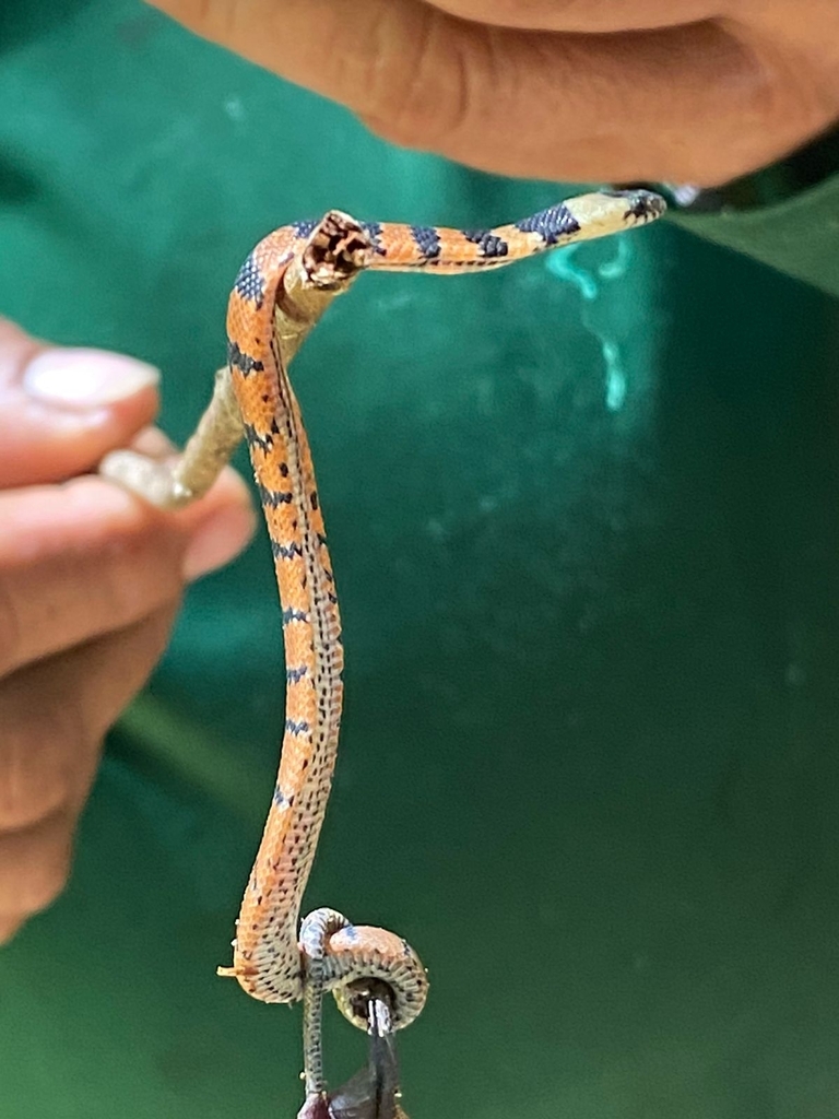 Red Coffee Snake from Provincia de Puntarenas, Costa Rica on June 19 ...