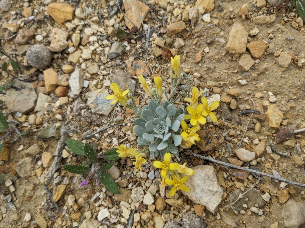 Tufted Twinpod in June 2023 by Matthew Gerke · iNaturalist