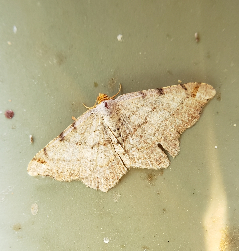 Red-headed Inchworm Moth from Monkton, MD, USA on June 19, 2023 at 07: ...
