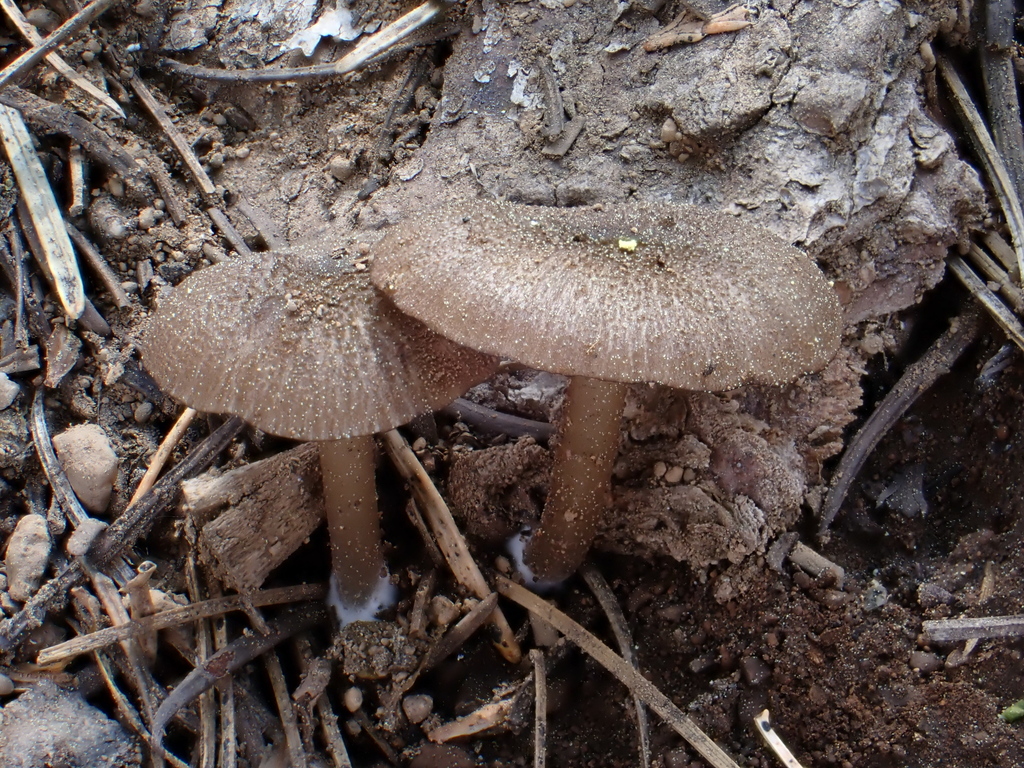 Cyanula from Tuolumne County, CA, USA on June 17, 2023 at 11:53 AM by ...