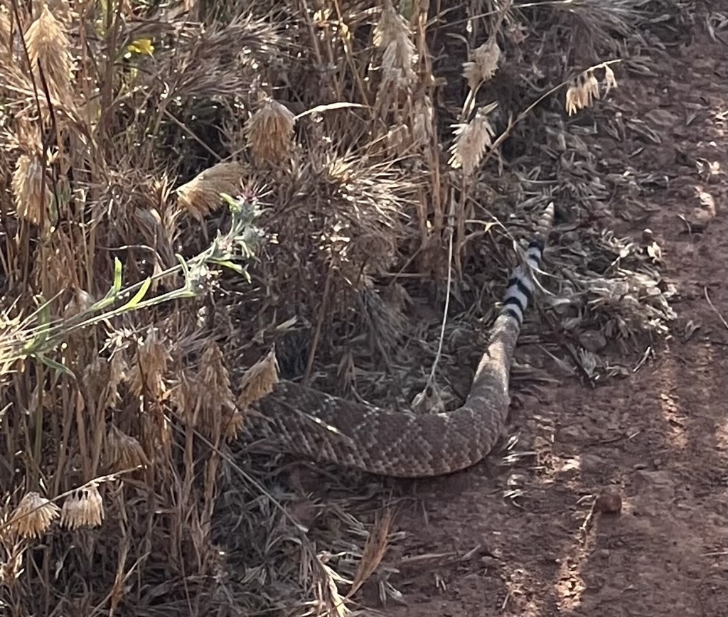 Red Diamond Rattlesnake from Northeastern San Diego, Encinitas, CA, US ...