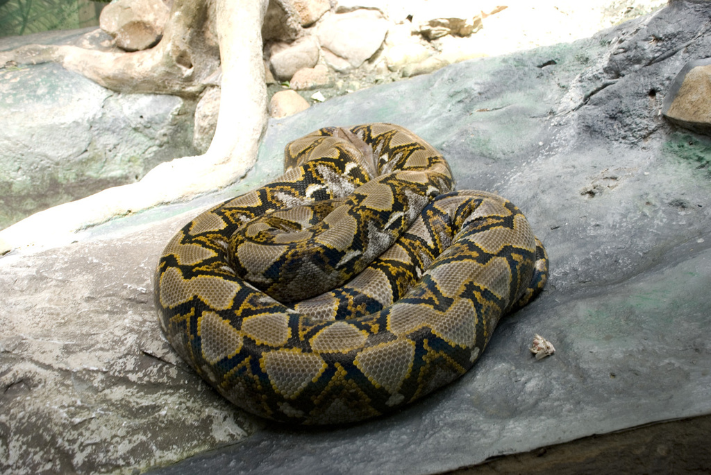 Reticulated Python in November 2011 by Marie-B. Taronga Zoo · iNaturalist
