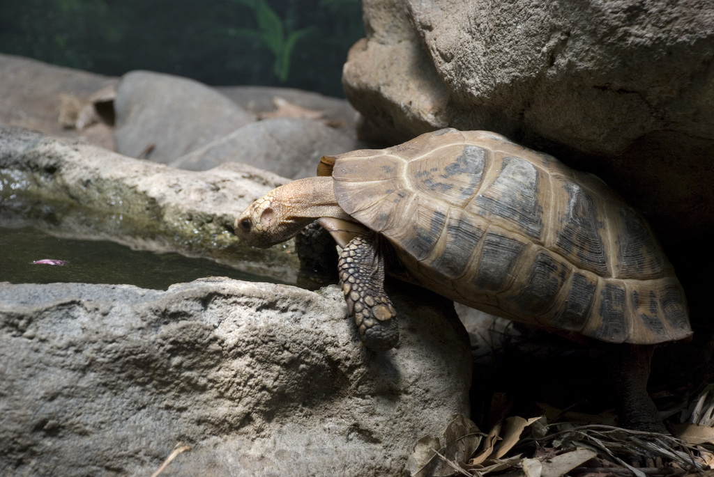 Turtles and Tortoises from Taronga on November 19, 2011 at 11:52 AM by ...