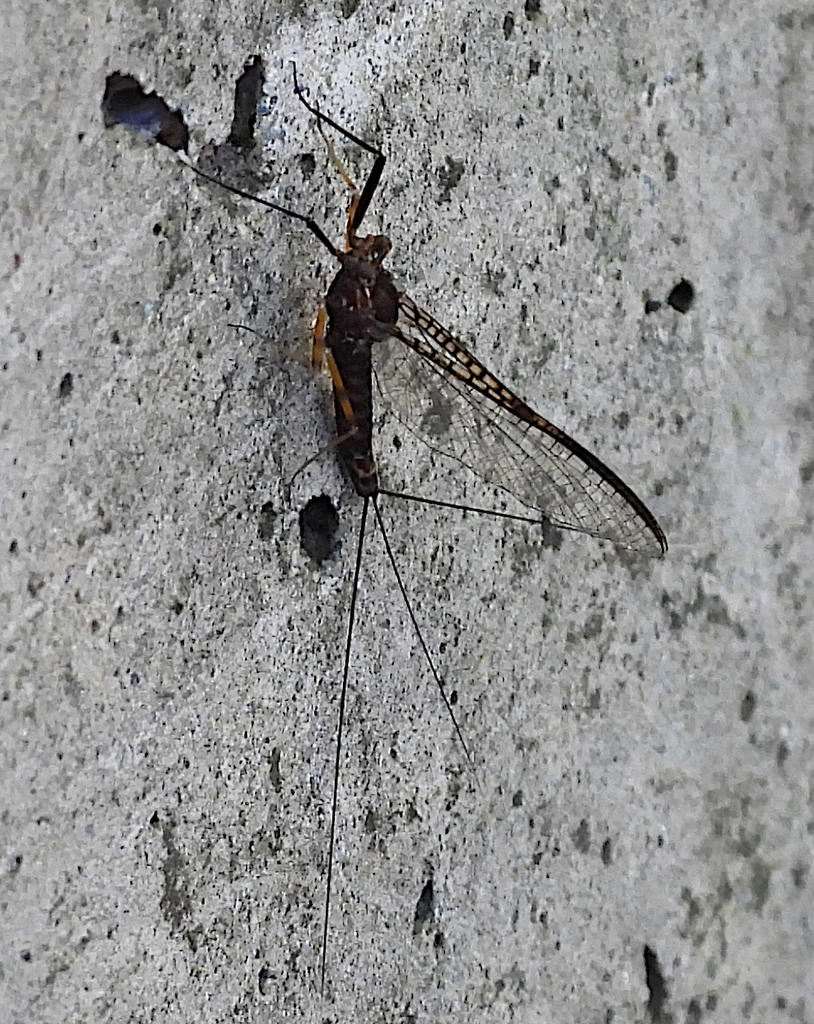 Prong-gilled Mayflies from Wightman Reserve, Brisbane QLD, Australia on ...