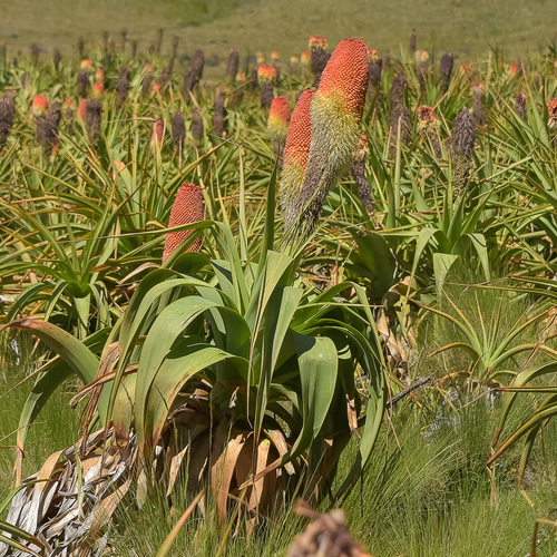 Broadleaf Poker (Kniphofia northiae) · iNaturalist