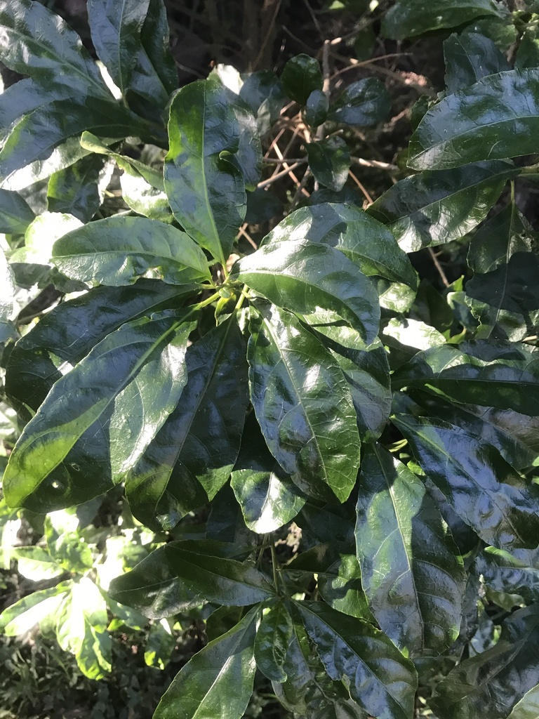 Claoxylon from Hibiscus Pl, Unanderra, NSW, AU on June 20, 2023 at 02: ...