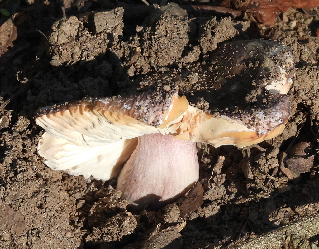 brittlegills from Brian Battersby Reserve,Brisbane QLD, Australia on ...