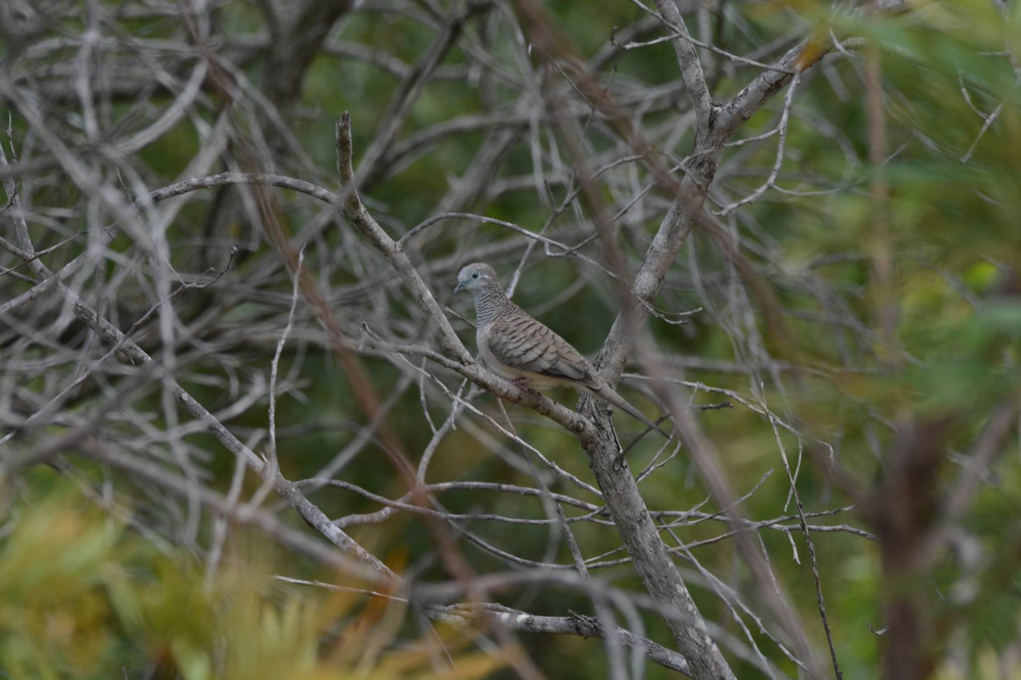 Geopelia placida Gould, 1844