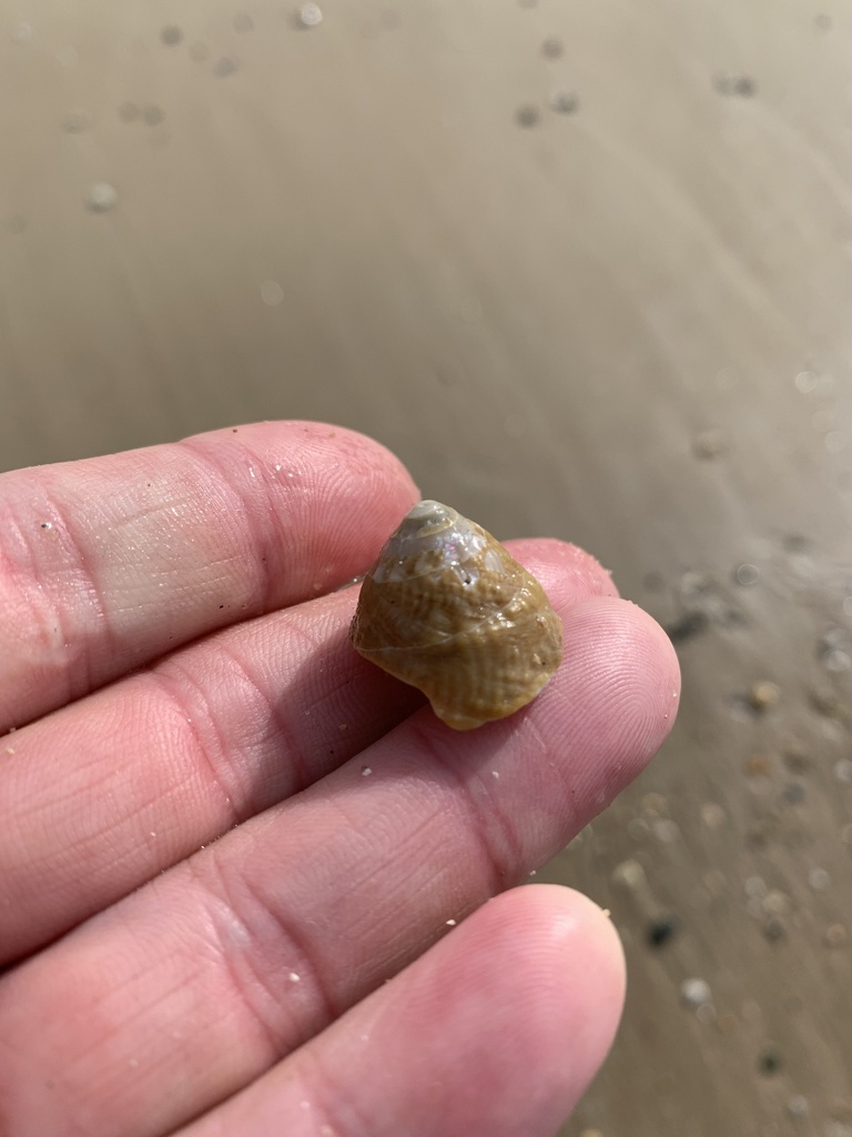 scaly small star from Tasman Sea, Urunga, NSW, AU on June 20, 2023 at ...