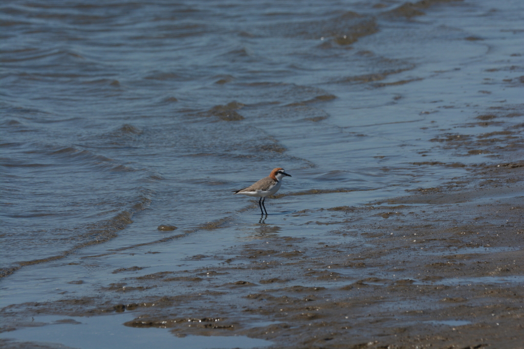 Red-capped Plover from Brisbane QLD, Australia on March 1, 2023 at 10: ...