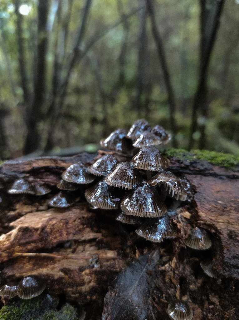 Bonnets from Rahui Kahika Reserve, Auckland, Auckland, NZ on June 18 ...