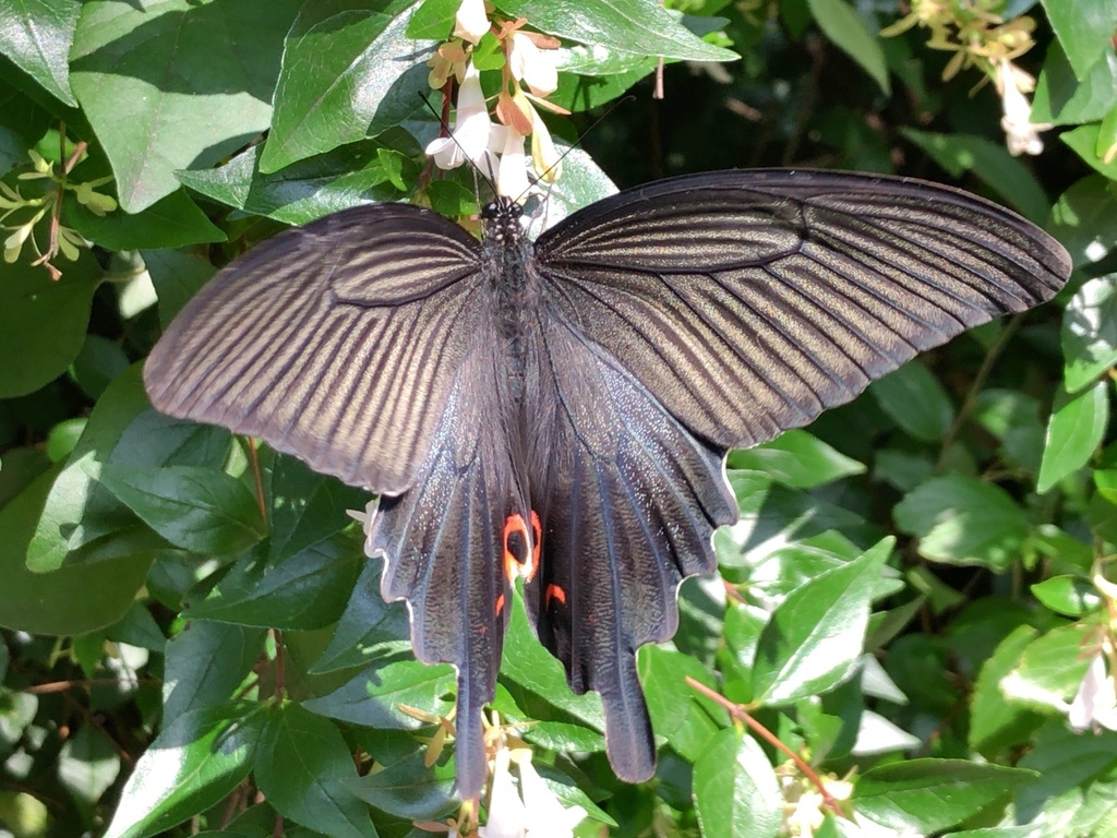 Papilio demetrius from 東京農業大学 厚木キャンパス, 厚木市, 神奈川県, JP on June 20, 2023 at 02:04 PM by ts04 ...
