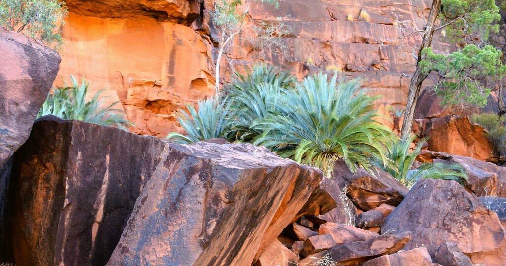 MacDonnell Ranges Cycad from Namatjira NT 0872, Australia on June 13 ...