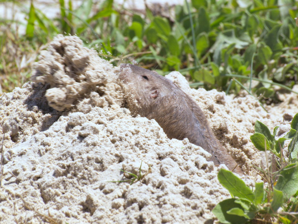 Pocket Gophers (Mammals of Texas) · iNaturalist Mexico