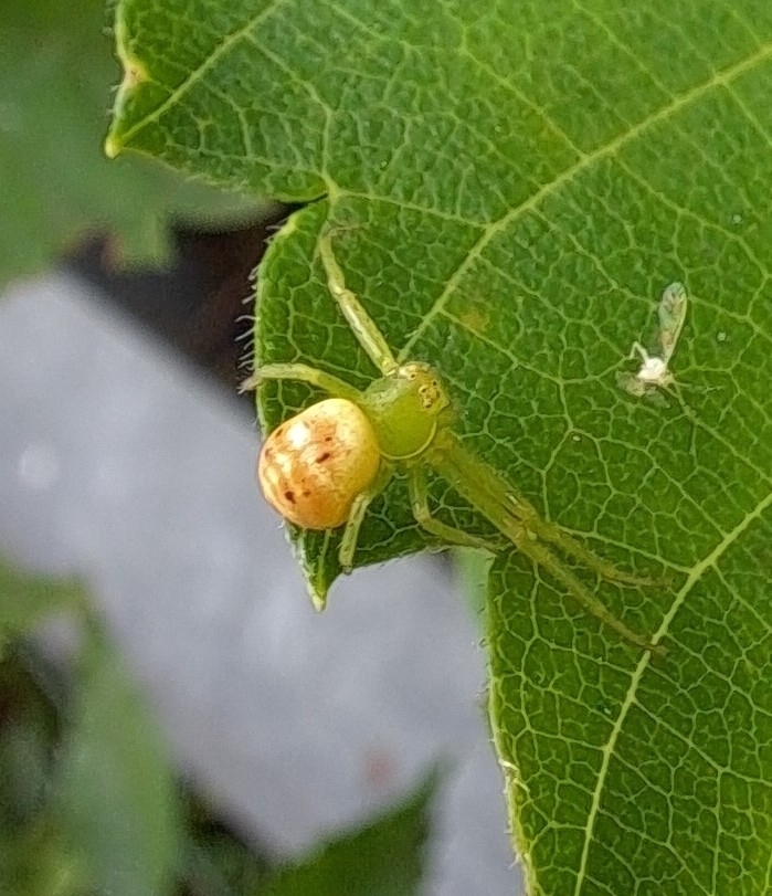 Diaea subdola from Geochang-gun, Gyeongsangnam-do, South Korea on June ...