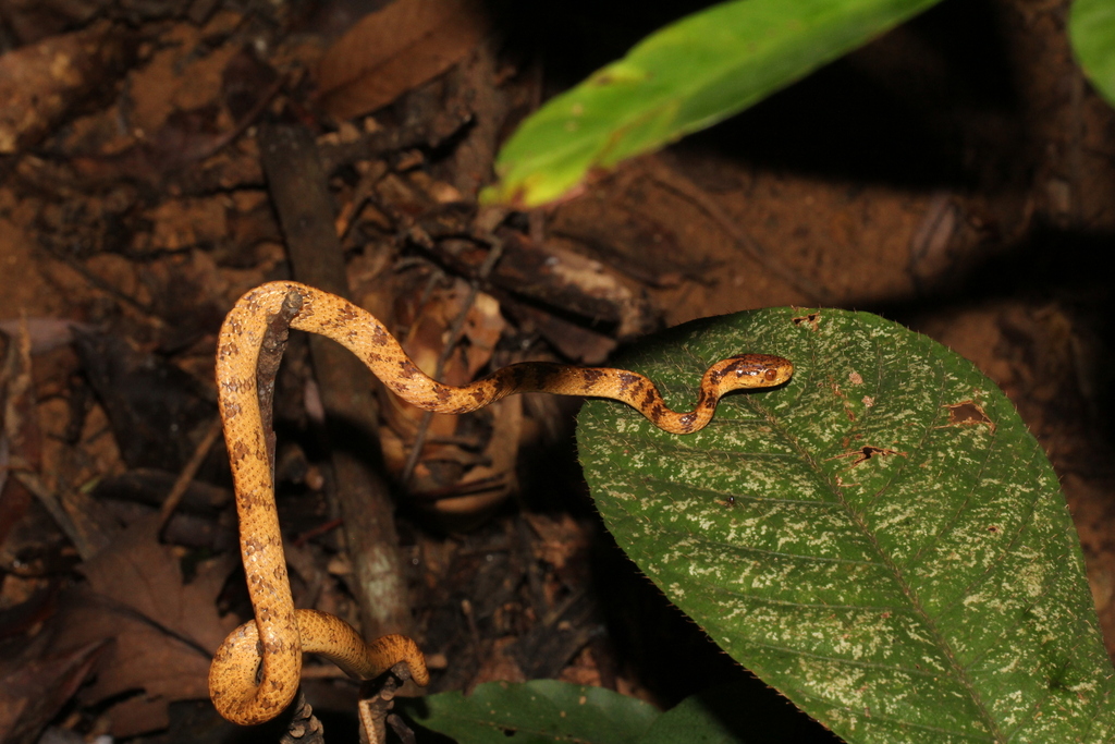 Chinese Slug Snake from 香港荃灣 on November 29, 2022 at 10:00 PM by ...