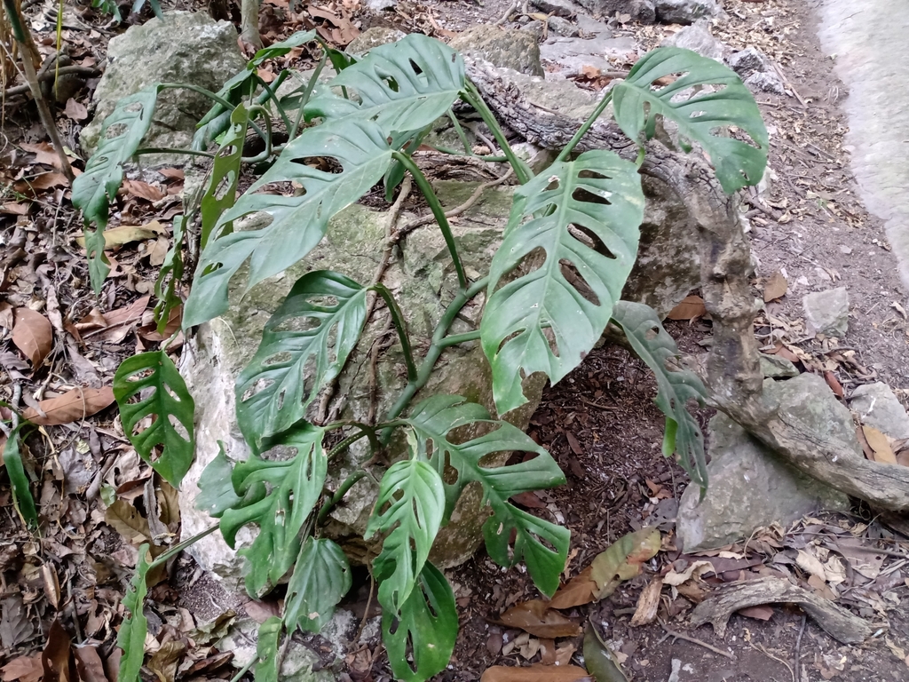 Monstera acuminata from 94493 Ver., México on June 15, 2023 at 01:45 PM ...