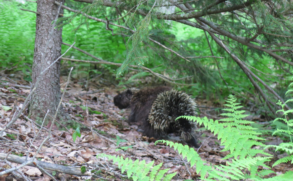 North American Porcupine from Jaffrey, NH 03452, USA on June 19, 2023 ...
