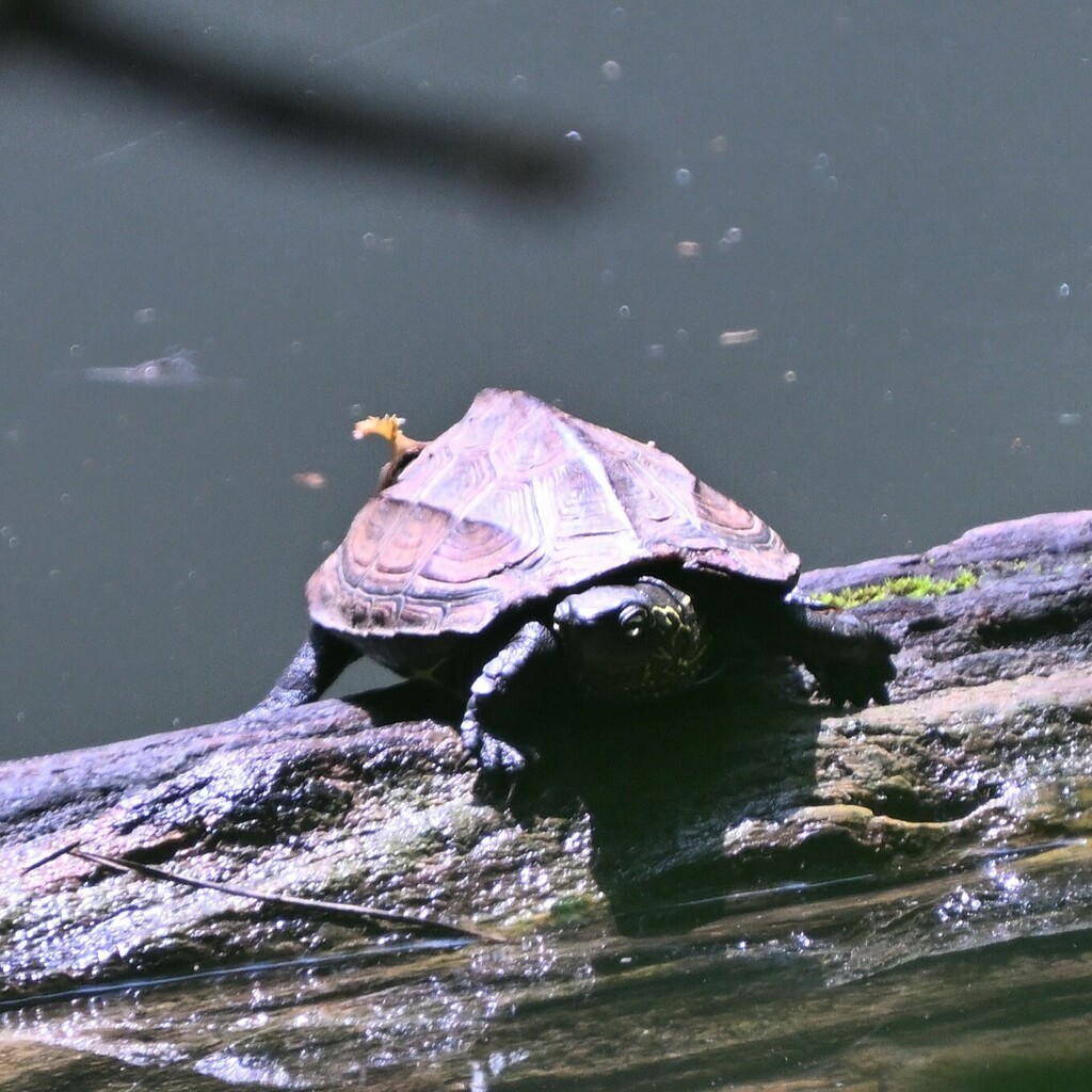 Chinese Pond Turtle in June 2023 by David Cunningham · iNaturalist