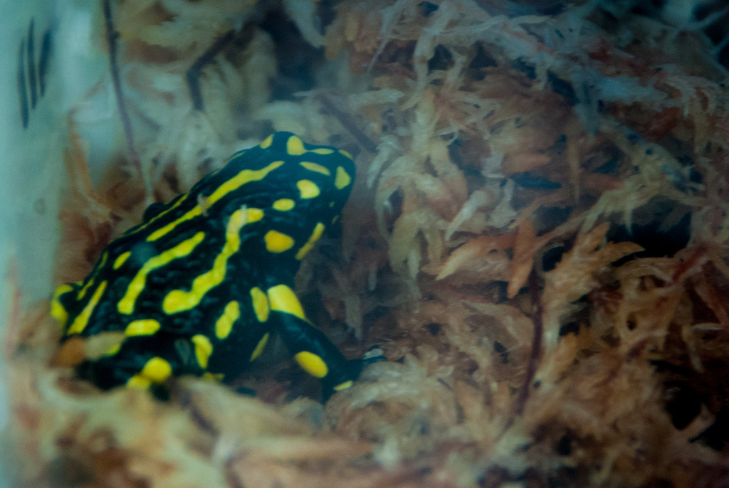 Southern Corroboree Frog (Animals of taranga Zoo captive) · iNaturalist