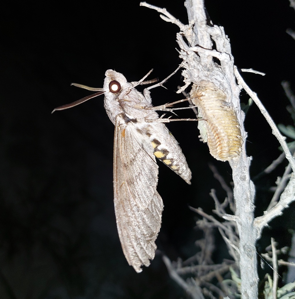Five-spotted Hawk Moth from Roosevelt County, NM, USA on June 19, 2023 ...