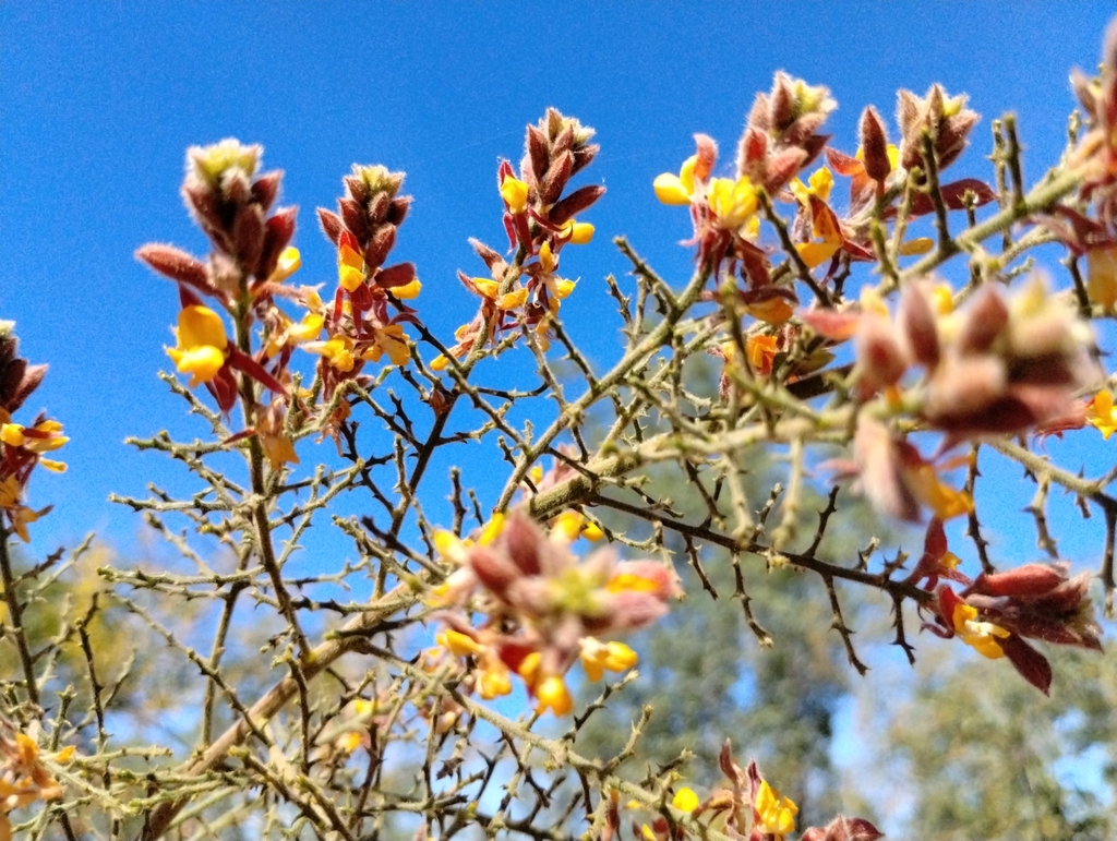 Jacksonia odontoclada from Limmen NT 0852, Australia on June 20, 2023 ...